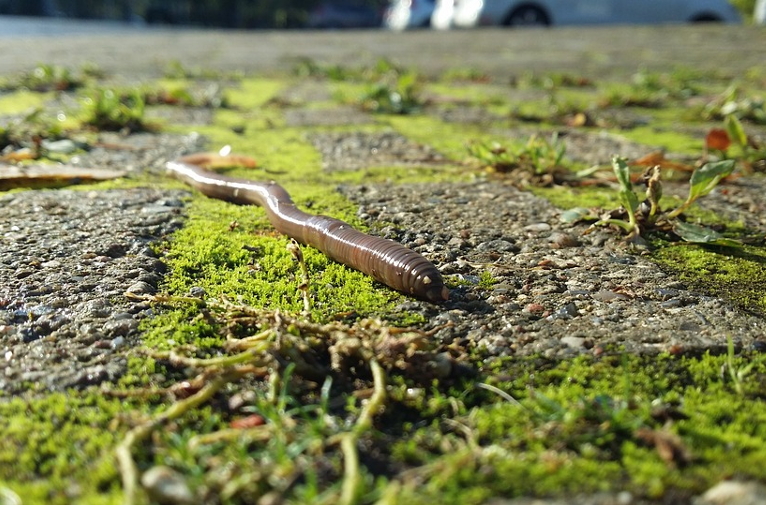 Worms at Work - resilience