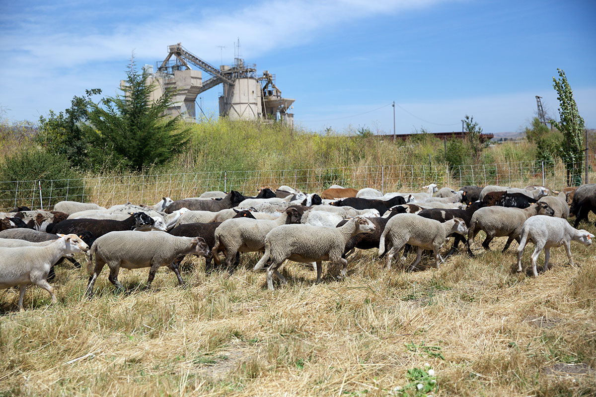 Transhumance A Revival Of Grassland Culture Resilience Transhumance A Revival Of Grassland Culture Resilience
