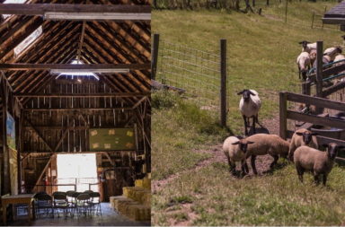 From Sheep to Shawl: Family Fun at UC Elkus Ranch - resilience