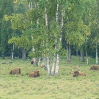 Silvopasture: The Benefits of Integrating Livestock and trees - Resilience
