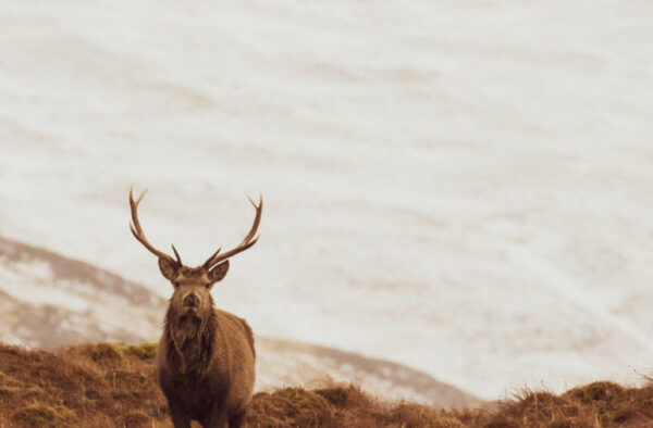 The Cull: Scotland’s Deer Dilemma - resilience