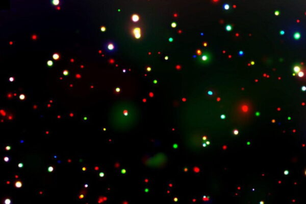 Star Parasites: Carbon-Based Life and the Future of the Universe ...