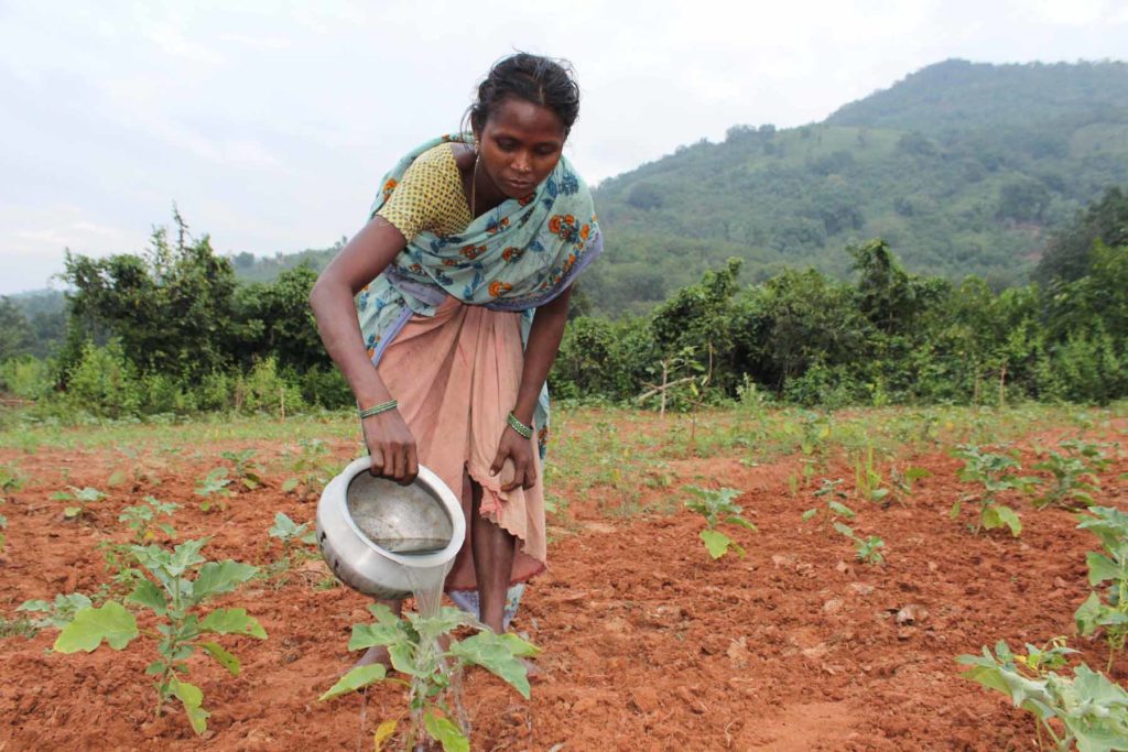 India’s Natural Farming Revolution Shows Bold Food Systems Change Is ...
