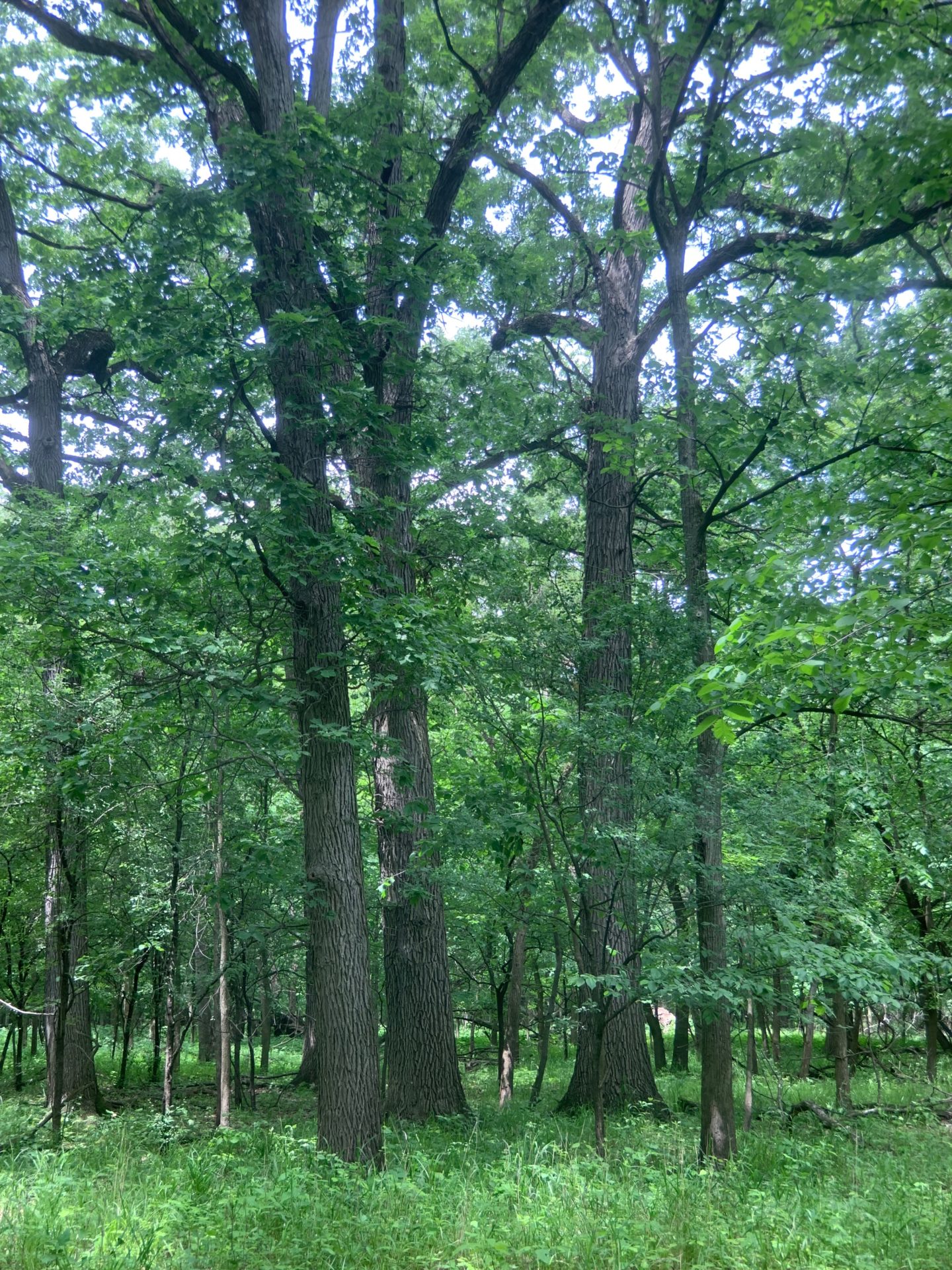Two Bur Oaks and a Crawdad - resilience