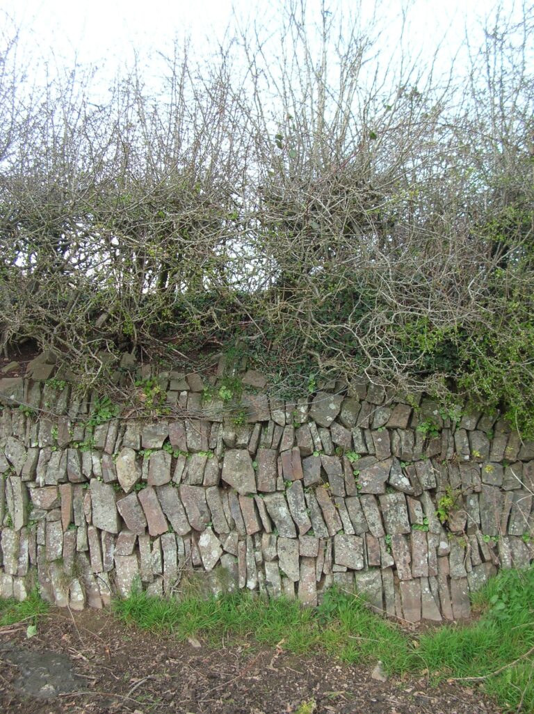 How to lay a hedge - resilience