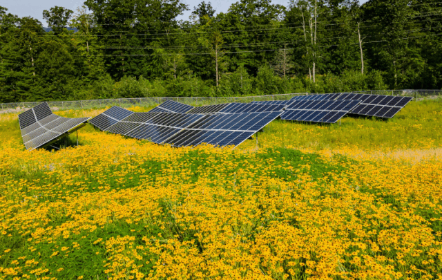 Solarpunk: Radical Hope - resilience