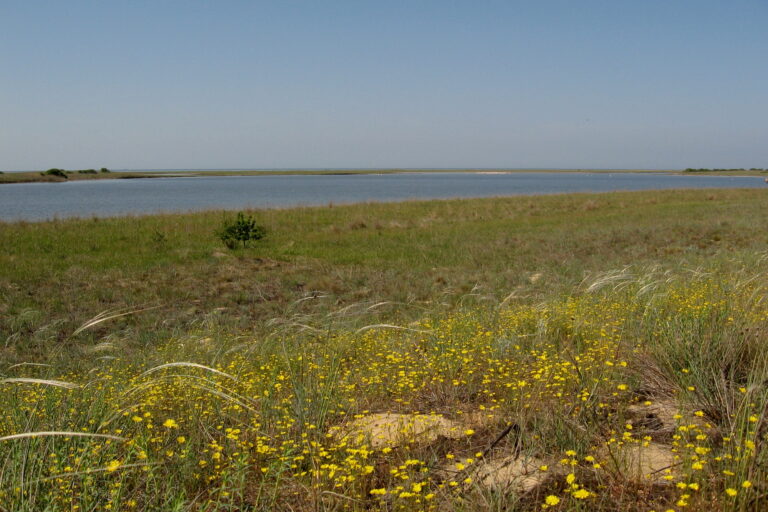 The Silent Ecocide: Ukraine’s Wildlife on the Frontlines - resilience