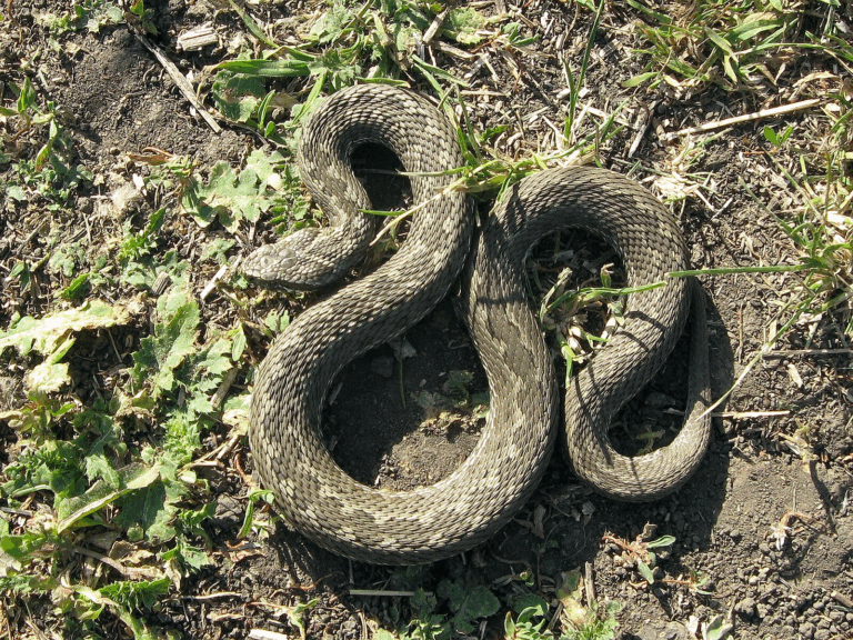 The Silent Ecocide: Ukraine’s Wildlife on the Frontlines - resilience