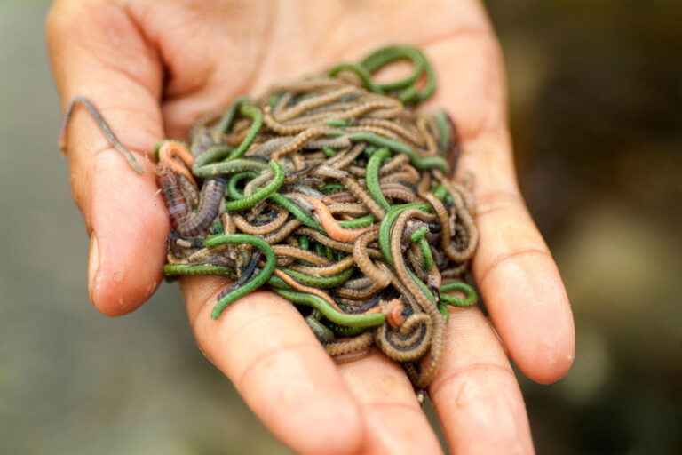How Pacific communities use sea worms to track time and seasonal shifts ...