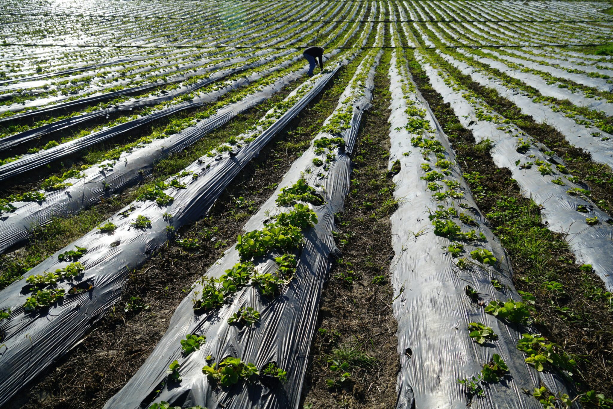 Why ‘regenerative’ agriculture is more than a new name for ‘sustainable ...